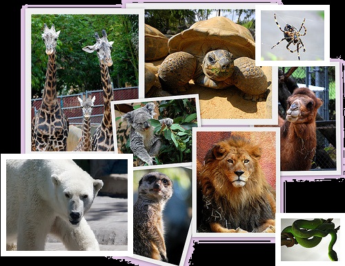 Genesis 1:23-25 — Living creatures the sixth day | God Running